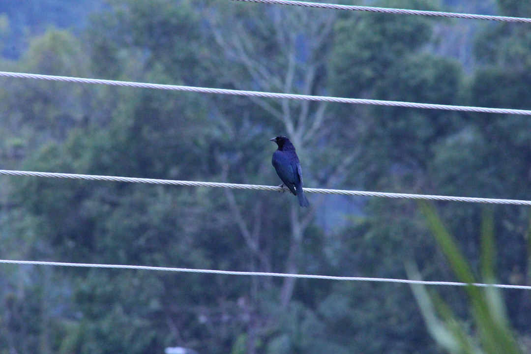 Foto chupim (Molothrus bonariensis) Por Bárbara Siemann | Wiki Aves - A ...