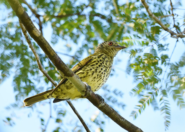 Foto araponga-do-horto (Oxyruncus cristatus) Por Maicon Molina | Wiki ...