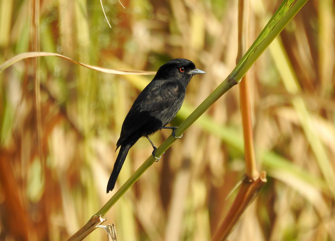 Foto maria-preta-de-bico-azulado (Knipolegus cyanirostris) Por João ...