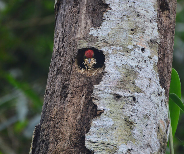 Foto pica-pau-dourado (Piculus aurulentus) Por Delphine Konz | Wiki ...