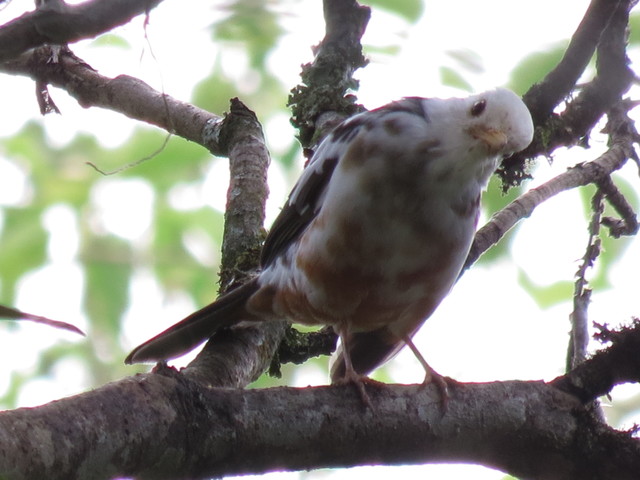 sabiá-laranjeira (Turdus rufiventris) | WikiAves - A Enciclopédia das ...