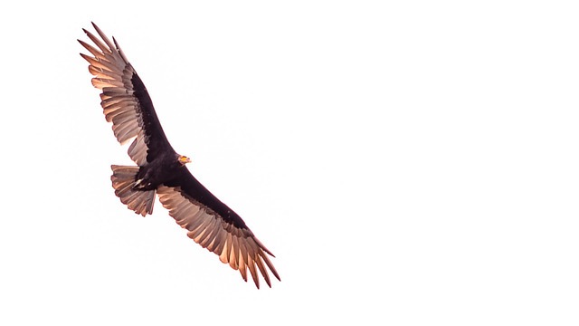 Foto urubu-de-cabeça-amarela (Cathartes burrovianus) Por Gabriel Surek ...