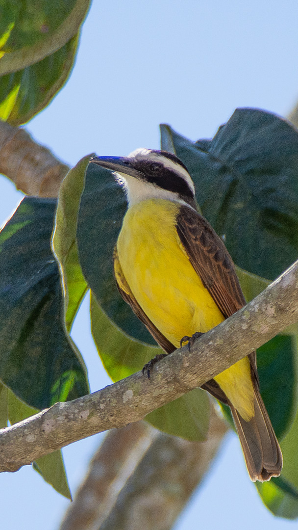 Foto bem-te-vi (Pitangus sulphuratus) Por Fábio S. Conceição | Wiki ...