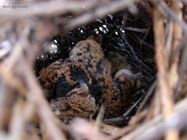 Foto saci (Tapera naevia) Por André Adeodato | Wiki Aves - A ...