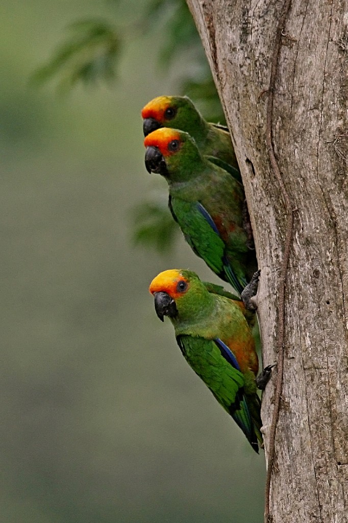 Foto jandaia-de-testa-vermelha (Aratinga auricapillus) Por Sávio Bruno ...