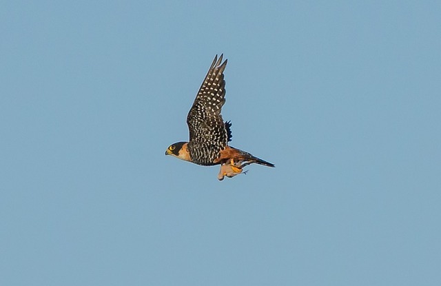 cauré (Falco rufigularis) | WikiAves - A Enciclopédia das Aves do Brasil