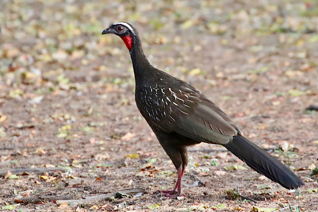 Foto jacucaca (Penelope jacucaca) Por Sandra Rebello | Wiki Aves - A ...
