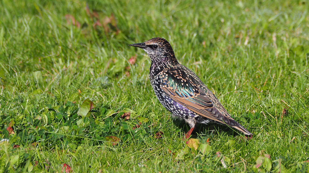 Foto estorninho (Sturnus vulgaris) Por Vitor Rolf Laubé | Wiki Aves - A ...