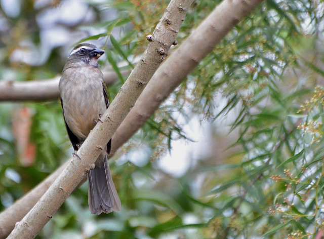 Foto trinca-ferro (Saltator similis) Por Carlos Eduardo Agne | Wiki ...