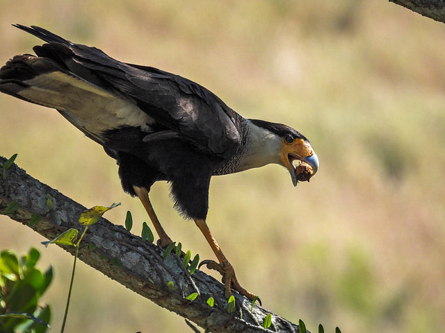 Foto carcará (Caracara plancus) Por Débora Lacerda | Wiki Aves - A ...