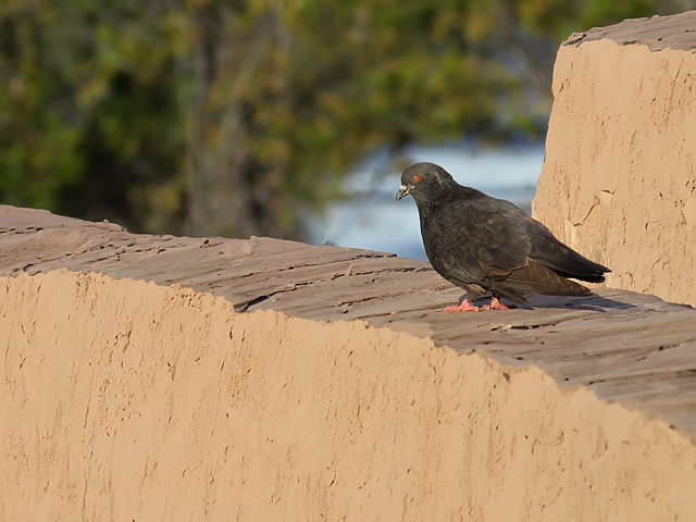 Foto pombo-doméstico (Columba livia) Por Fernando Pacheco | Wiki Aves ...