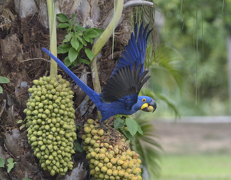 Foto arara-azul (Anodorhynchus hyacinthinus) Por Luiz Ribenboim | Wiki ...