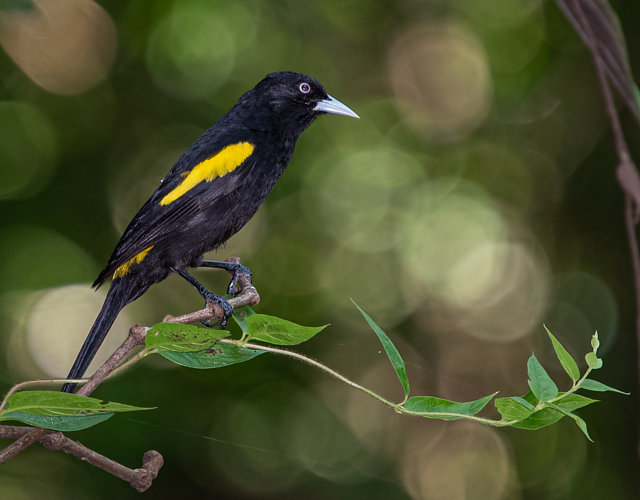 Foto tecelão (Cacicus chrysopterus) Por André Wittmann | Wiki Aves - A ...