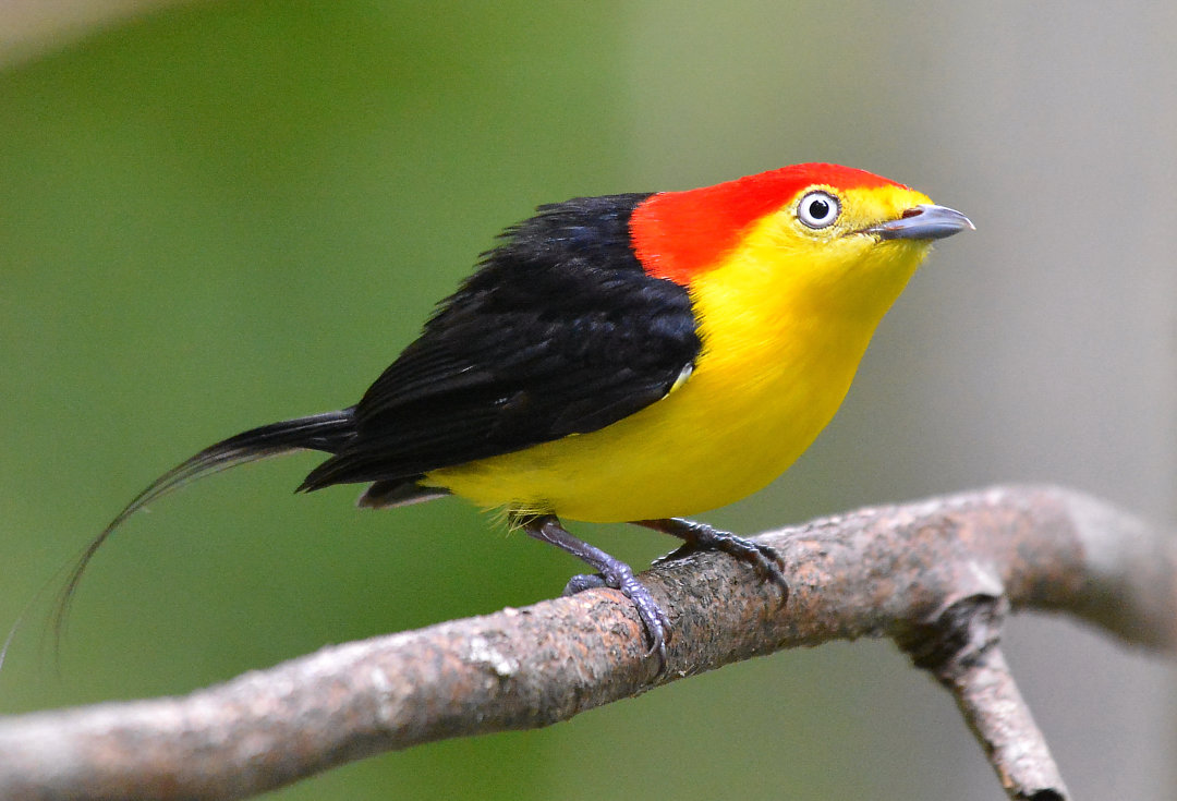 Foto rabo-de-arame (Pipra filicauda) Por Robson Czaban | Wiki Aves - A ...
