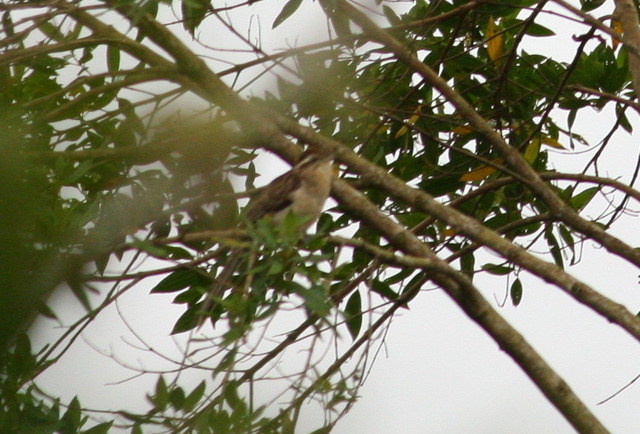 Foto saci (Tapera naevia) Por Luciano Monferrari | Wiki Aves - A ...