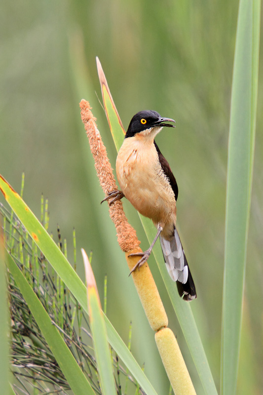 Foto japacanim (Donacobius atricapilla) Por Roberto Gallacci | Wiki ...