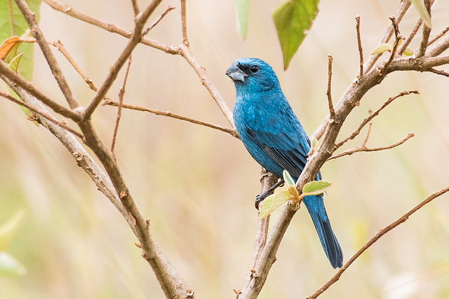 Foto azulinho (Cyanoloxia glaucocaerulea) Por Luiz Bravo | Wiki Aves ...