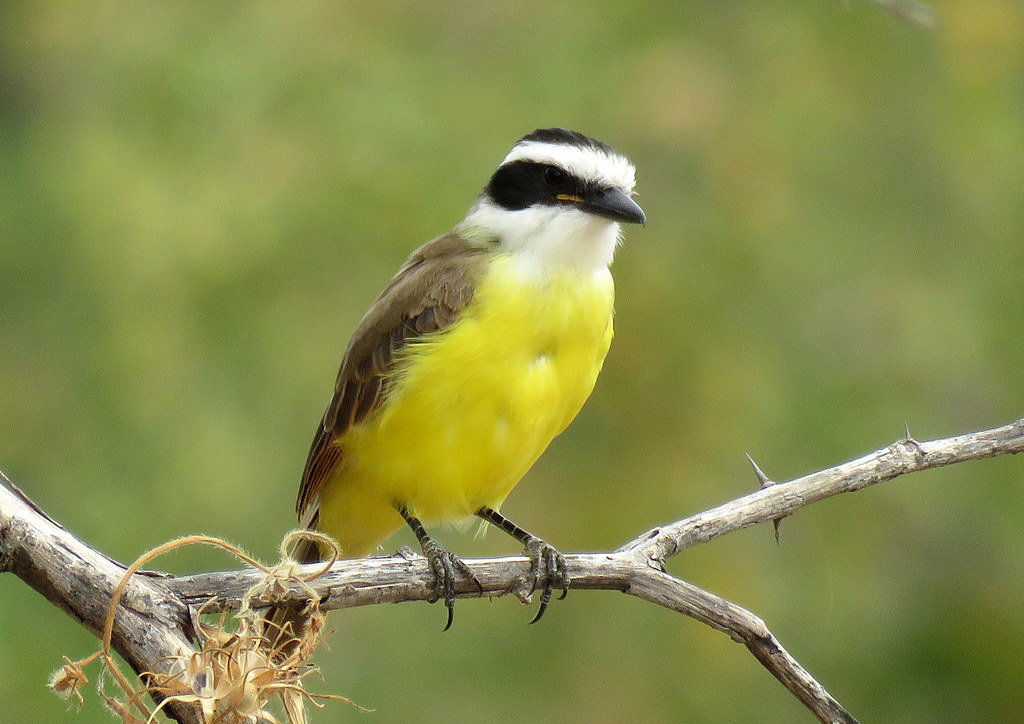 Foto bem-te-vi (Pitangus sulphuratus) Por Sonia Furtado | Wiki Aves - A ...