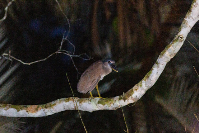 Foto arapapá (Cochlearius cochlearius) Por Frederico Pereira | Wiki ...