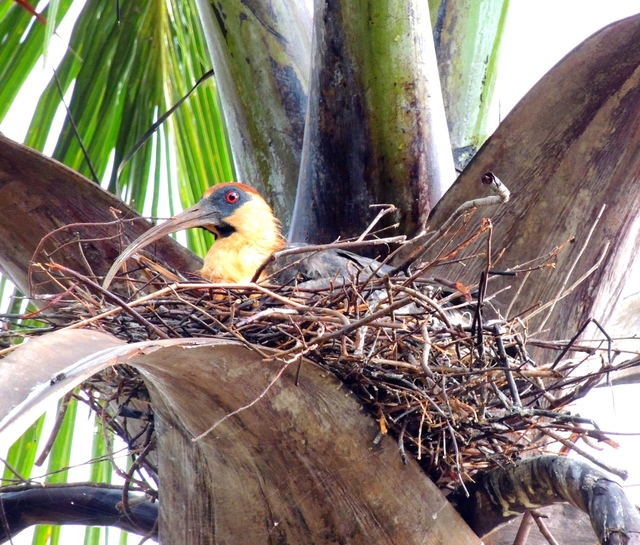 curicaca (Theristicus caudatus) | WikiAves - A Enciclopédia das Aves do ...