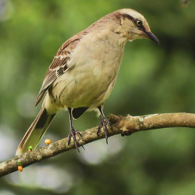Foto sabiá-do-campo (Mimus saturninus) Por Felipe Giese | Wiki Aves - A ...