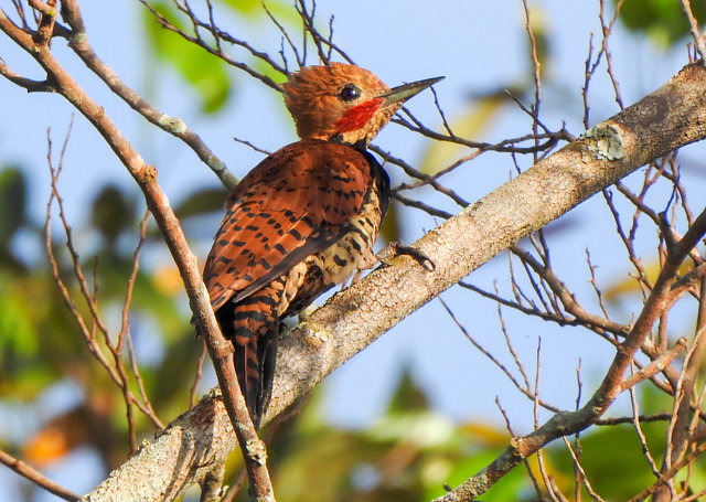 Foto pica-pau-de-coleira (Celeus torquatus) Por Thiago Cardoso | Wiki ...