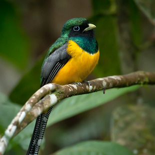 Trogoniformes | WikiAves - A Enciclopédia das Aves do Brasil