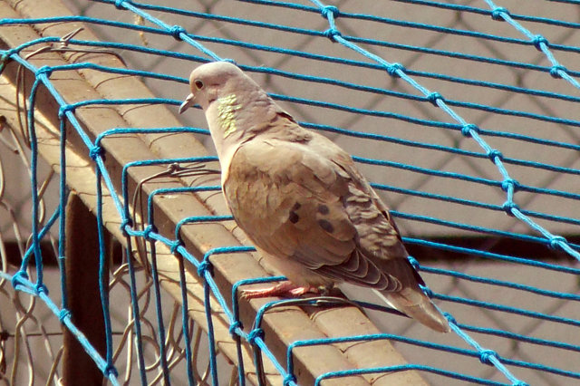 Foto avoante (Zenaida auriculata) Por Arnaldo Silva | Wiki Aves - A ...