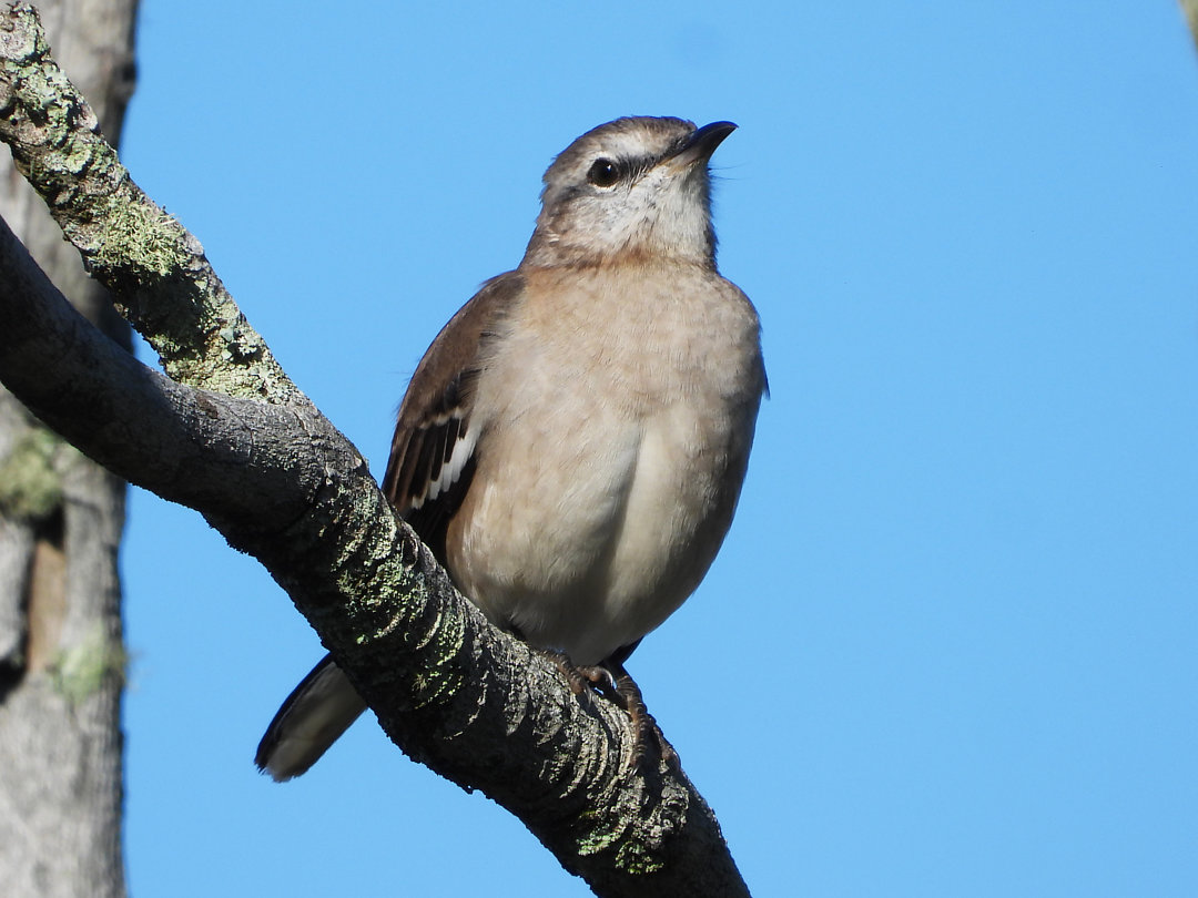 Foto calhandra-de-três-rabos (Mimus triurus) Por Edgar Fernandez | Wiki ...