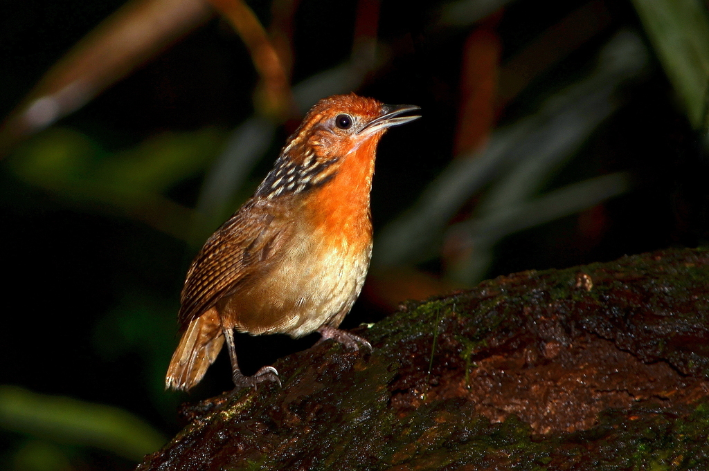 Foto uirapuru-da-guiana (Cyphorhinus arada) Por Luiz Fernando Carvalho ...