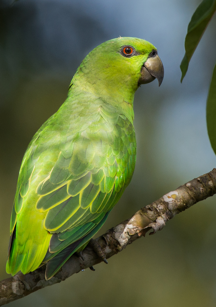 Foto curica-verde (Graydidascalus brachyurus) Por Kurazo Okada | Wiki ...