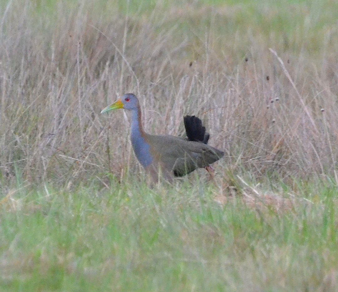 Foto saracuruçu (Aramides ypecaha) Por Guga Canella | Wiki Aves - A ...