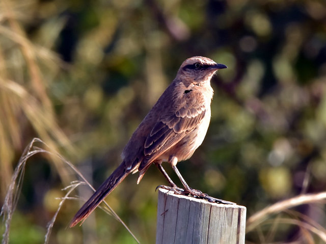 Foto sabiá-do-campo (Mimus saturninus) Por Glebe Santos | Wiki Aves - A ...