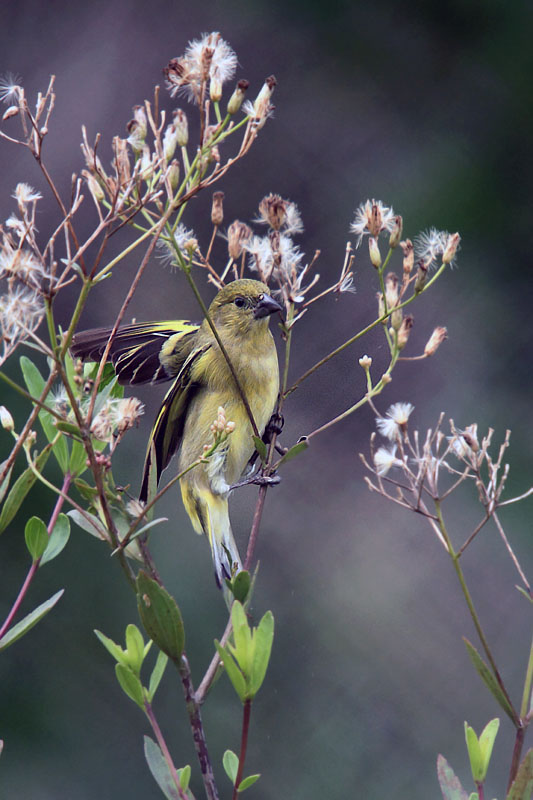 Foto pintassilgo (Spinus magellanicus) Por Roberto Gallacci | Wiki Aves ...