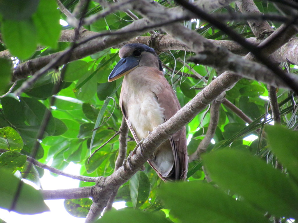 Foto arapapá (Cochlearius cochlearius) Por Miguel Nema | Wiki Aves - A ...