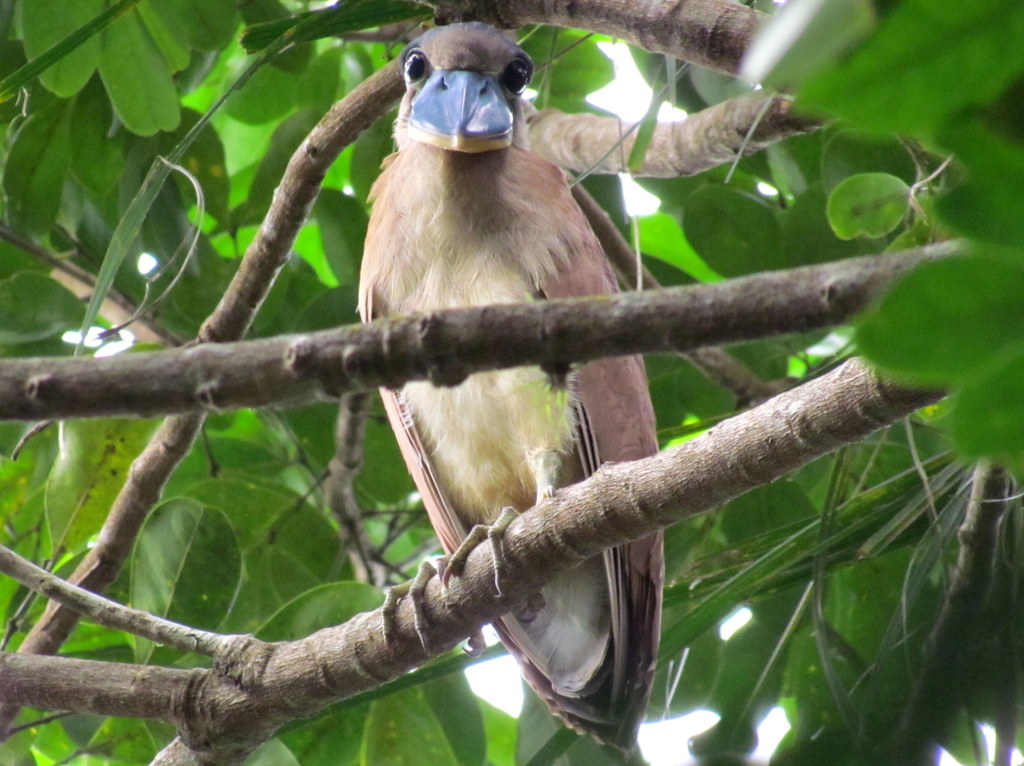 Foto arapapá (Cochlearius cochlearius) Por Miguel Nema | Wiki Aves - A ...