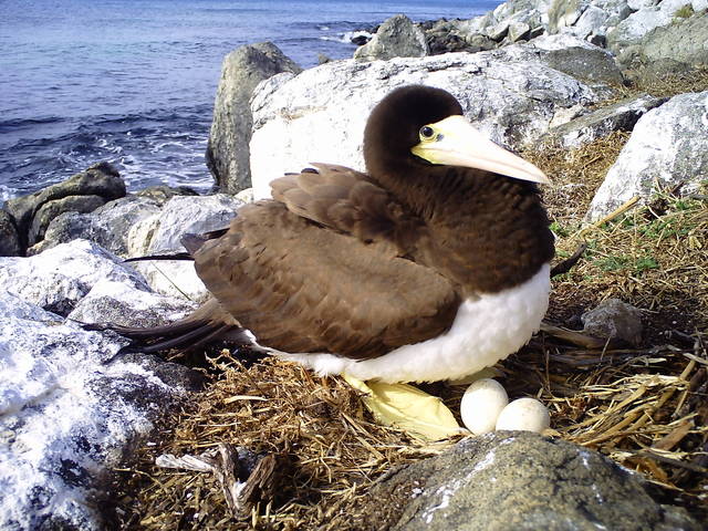 Foto atobá-pardo (Sula leucogaster) Por Daniel Schnitzer | Wiki Aves ...