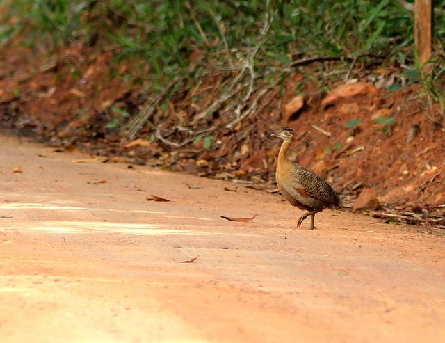 Foto perdiz (Rhynchotus rufescens) Por Flávio Mota | Wiki Aves - A ...