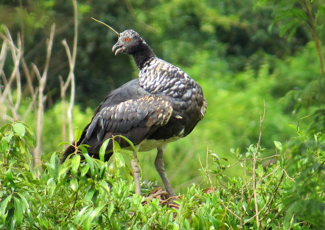 Foto anhuma (Anhima cornuta) Por Roseli Silva | Wiki Aves - A ...