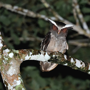 coruja-de-crista (Lophostrix cristata) | WikiAves - A Enciclopédia das ...