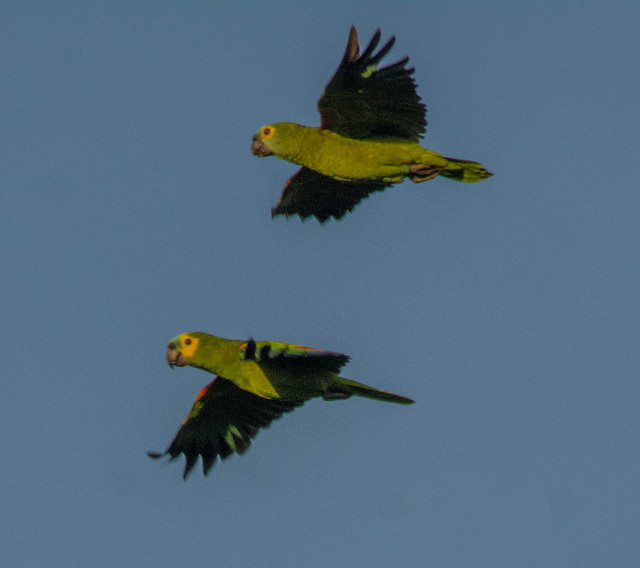 Foto papagaio-verdadeiro (Amazona aestiva) Por Marcelo Rangel | Wiki ...