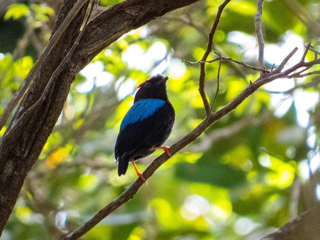Foto tangará-príncipe (Chiroxiphia pareola) Por Demóstenes Pereira ...