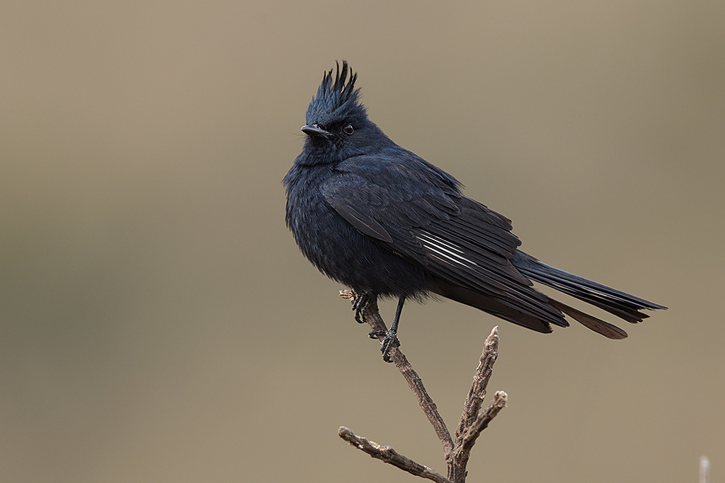 Foto maria-preta-de-penacho (Knipolegus lophotes) Por Frodoaldo Budke ...