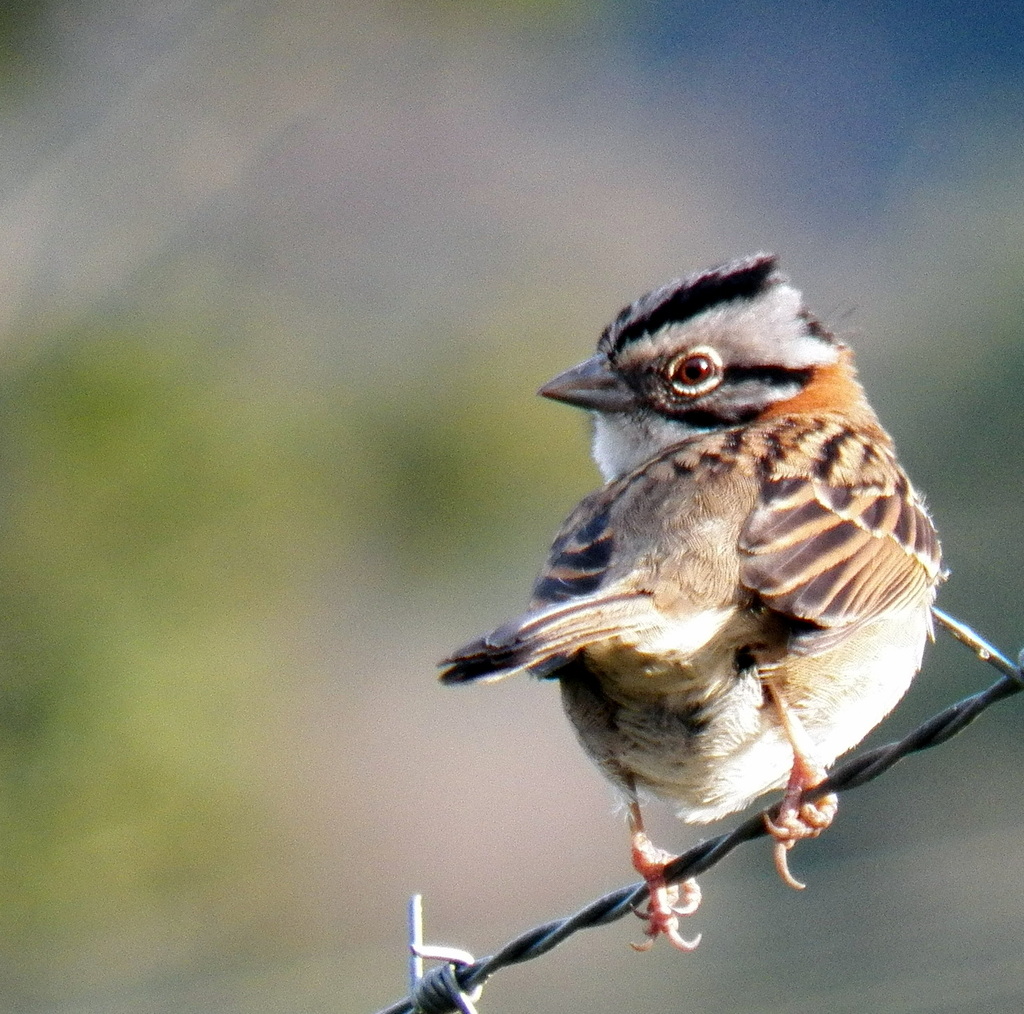 Foto tico-tico (Zonotrichia capensis) Por Ayla M. A. Abranches | Wiki ...