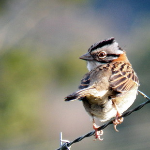 tico-tico (Zonotrichia capensis) | WikiAves - A Enciclopédia das Aves ...