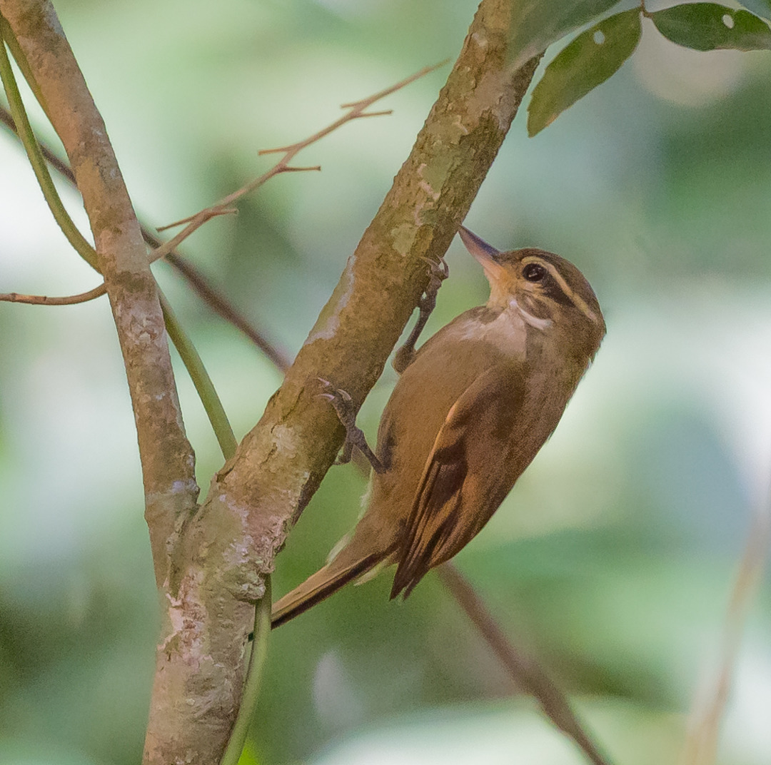 Foto bico-virado-miúdo (Xenops minutus) Por Jose Silverio Lemos | Wiki Aves - A Enciclopédia das ...