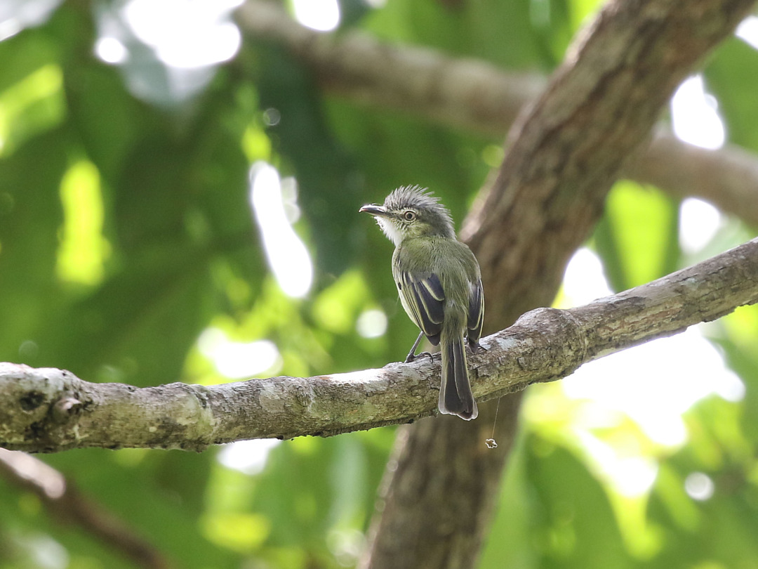 Foto bico-chato-da-copa (Tolmomyias assimilis) Por Geraldo Luiz | Wiki ...