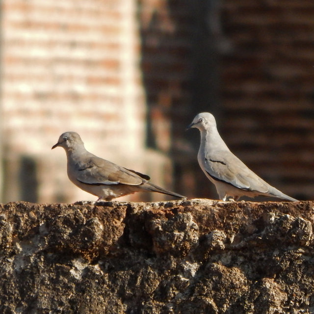 Foto rolinha-picuí (Columbina picui) Por Aldebar Pereira | Wiki Aves ...