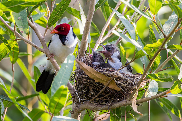 Foto cavalaria (Paroaria capitata) Por Thelma Gatuzzo | Wiki Aves - A ...
