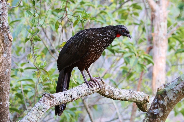 Foto jacuguaçu (Penelope obscura) Por Alexandre Gualhanone | Wiki Aves ...
